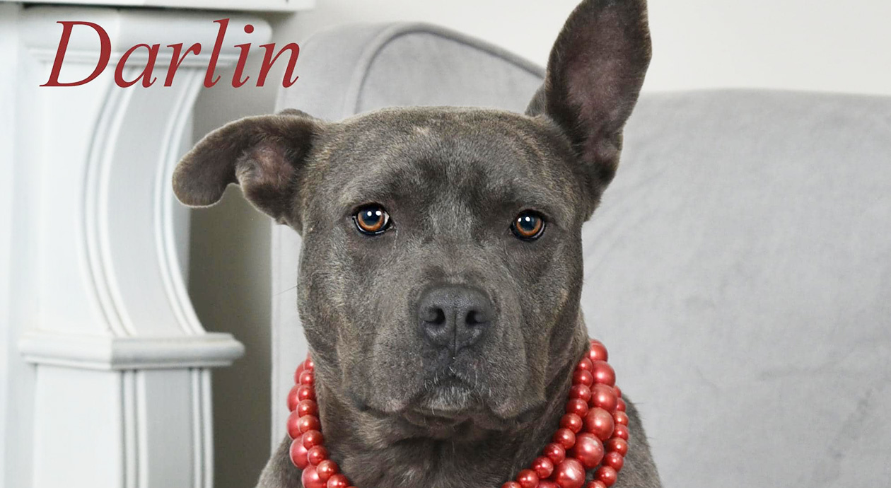 HAA Pet of the Week: Meet Darlin - Hatchie Press