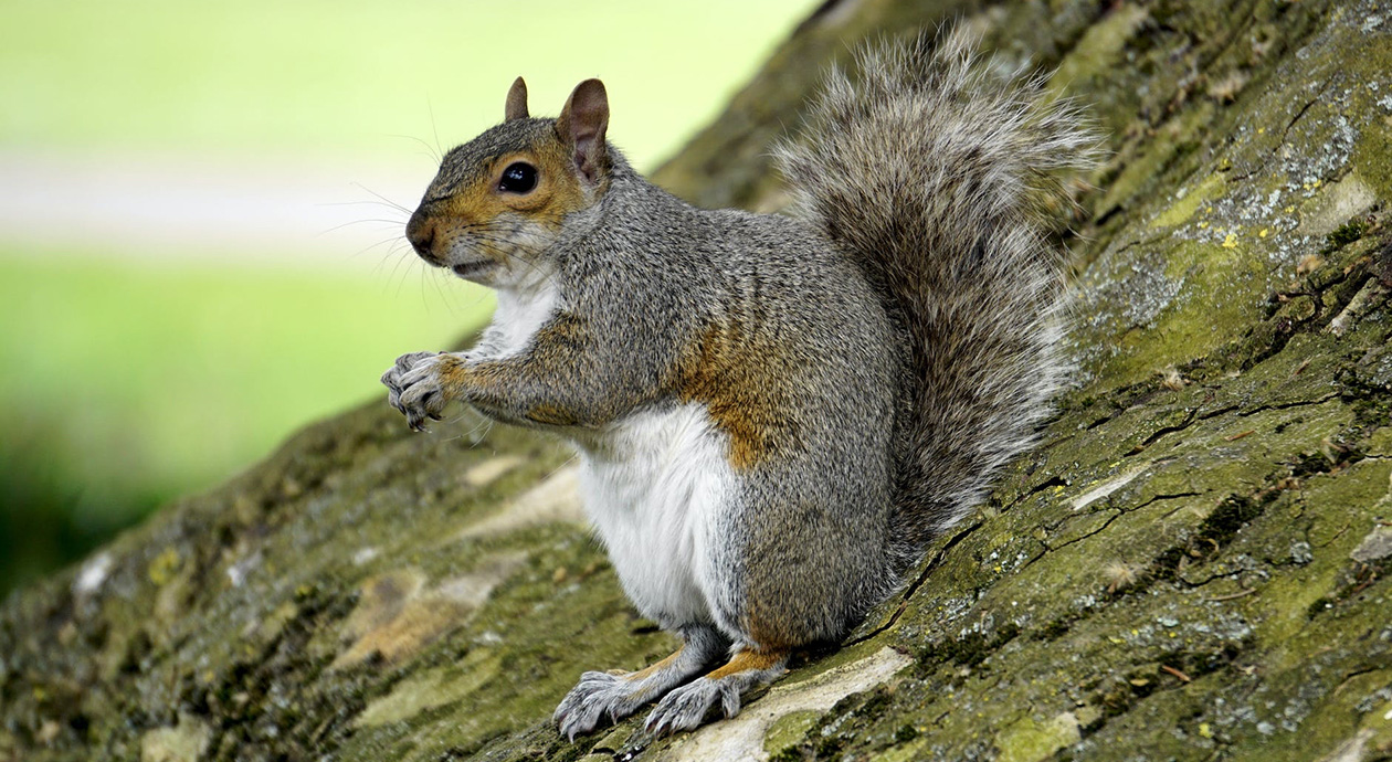 Free Hunting Day Set for Saturday When Squirrel Season Also Opens ...